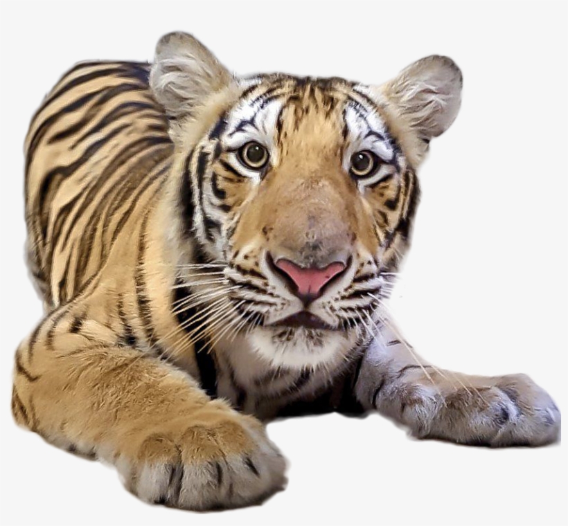 Tiger Png Image - Lsu Mike The Tiger Vii PNG Image | Transparent PNG ...