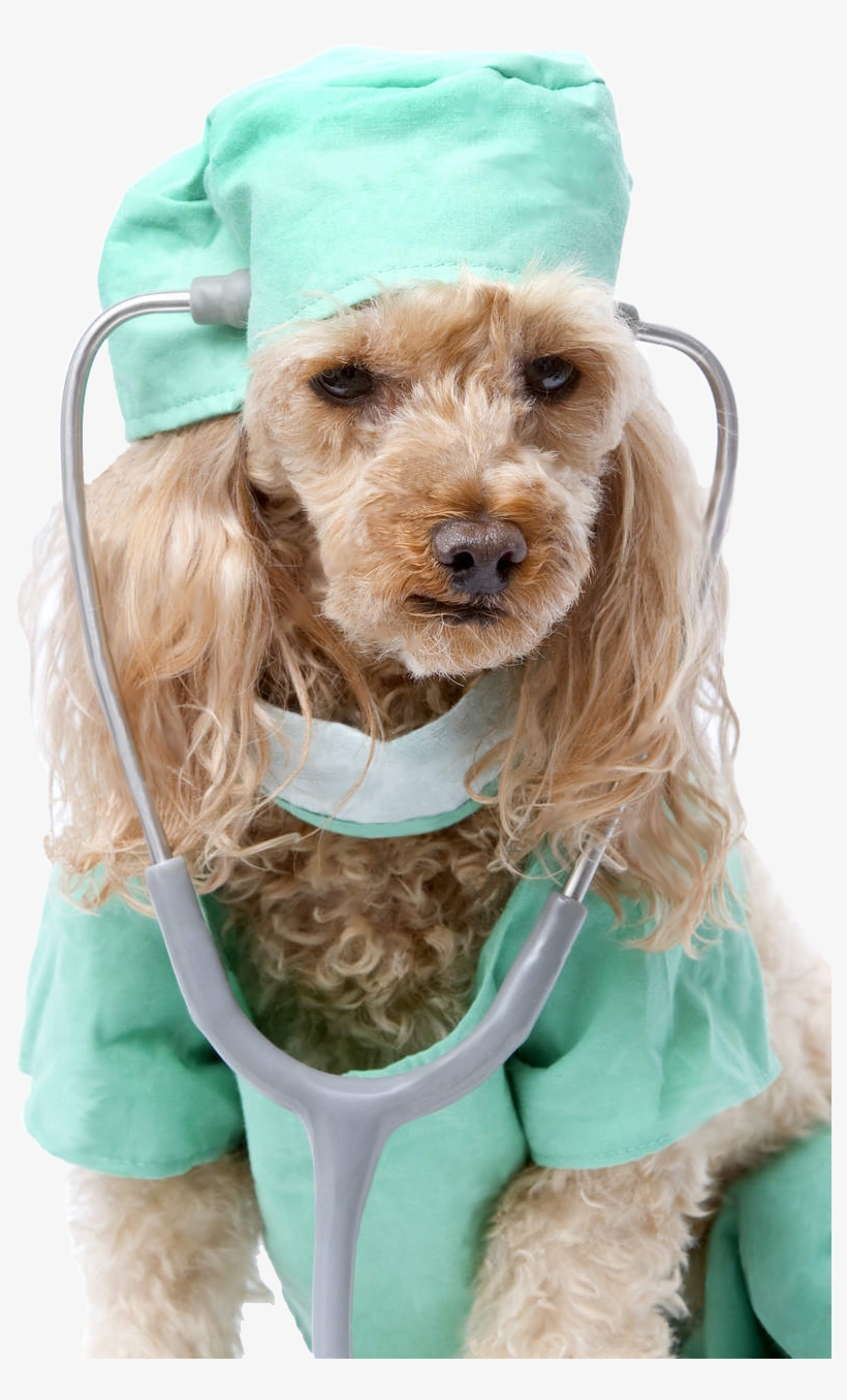 Kristen E Estes - Dog Dressed As Doctor PNG Image | Transparent PNG ...