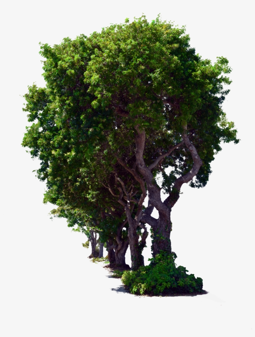 Row Of Bushes Png Banner Black And White - Stock Photography PNG Image ...