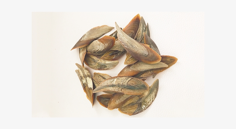 Hotsale Professional Design Dollar Operculum Conch - Seed PNG Image ...