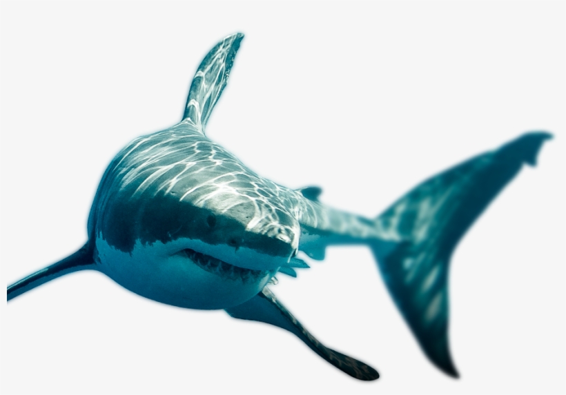 Great White Shark - Minifakta Om Hajar - Peter Bejder ...