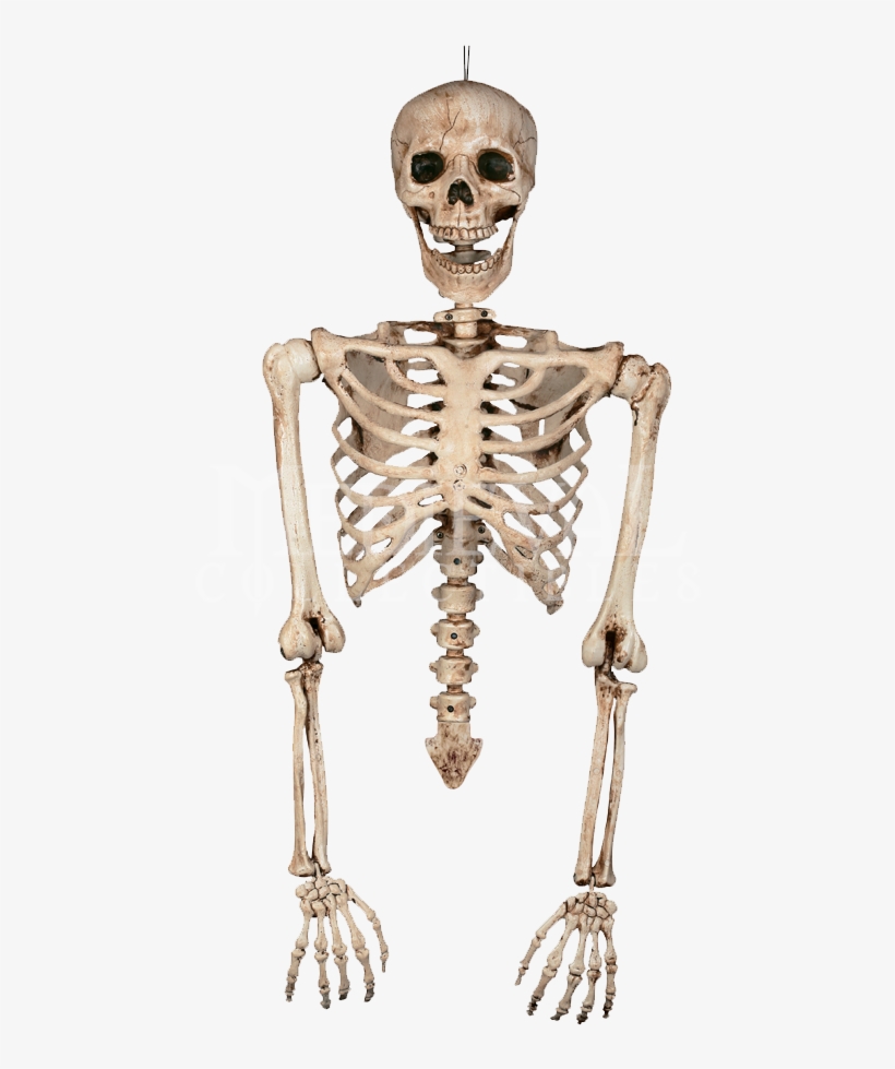 Drawn Skeleton Torso - Skeleton Torso PNG Image | Transparent PNG Free ...