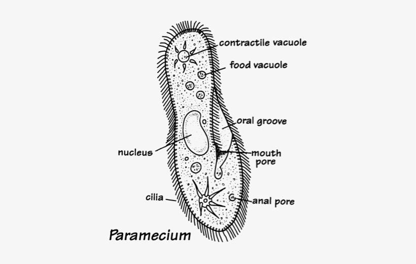 Eukaryotic Cells-protist Cell - Kingdom Protista Examples PNG Image ...