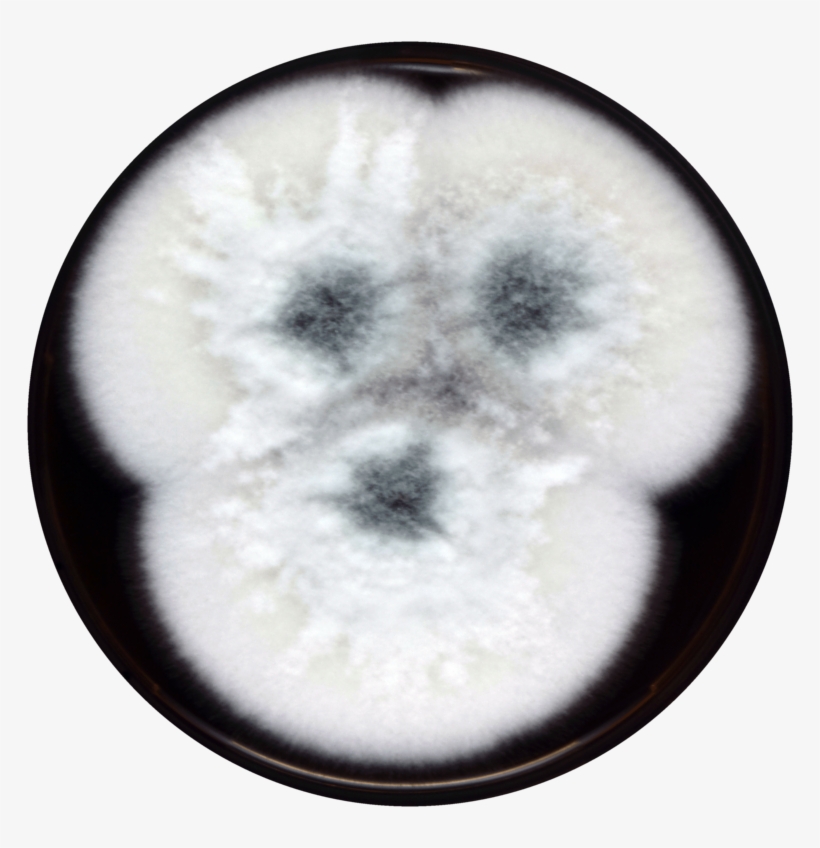 240 × 240 Pixels - Circle PNG Image | Transparent PNG Free Download on ...