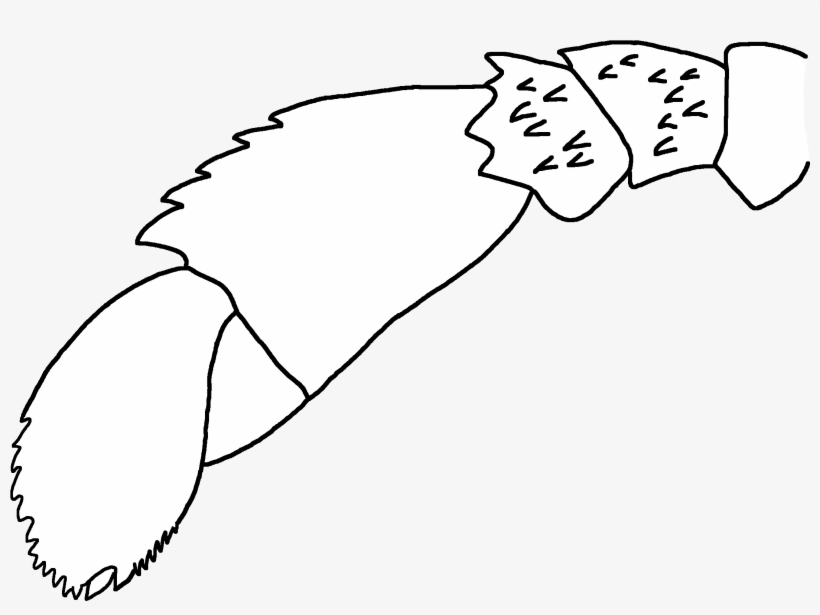 Bassipterus Virginicus Swimming Leg - Line Art PNG Image | Transparent ...