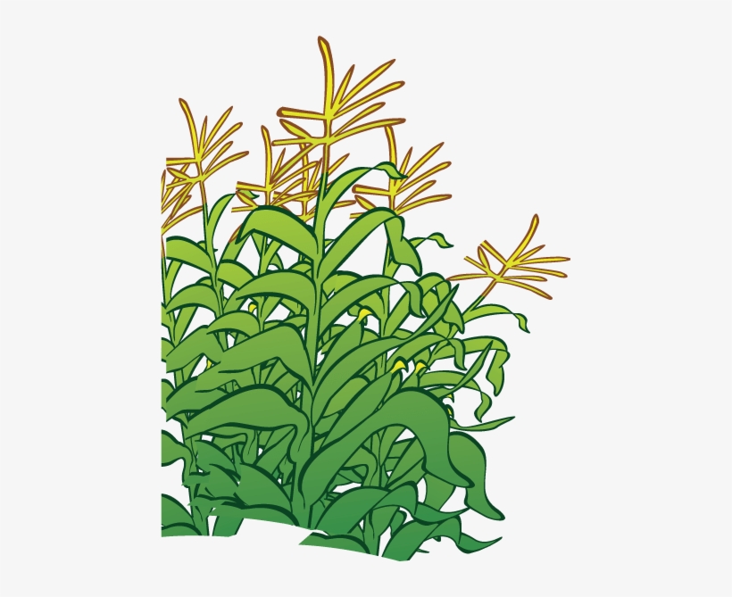 Jpg Royalty Free Cartoon Corn Free Download Best On - Corn Stalks ...