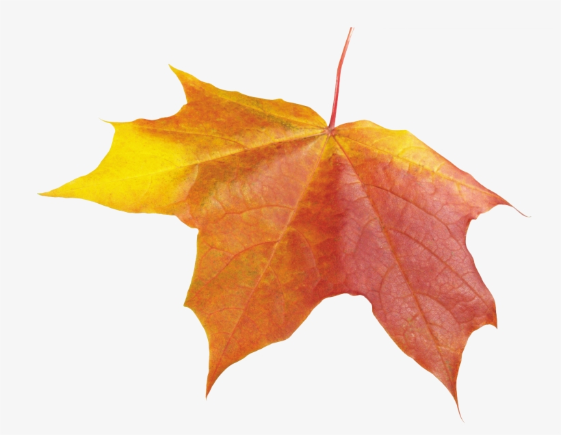 Leaf, Autumn, Spring, Winter, Seasons, Leaf, Png Png - Autumn Leaves ...