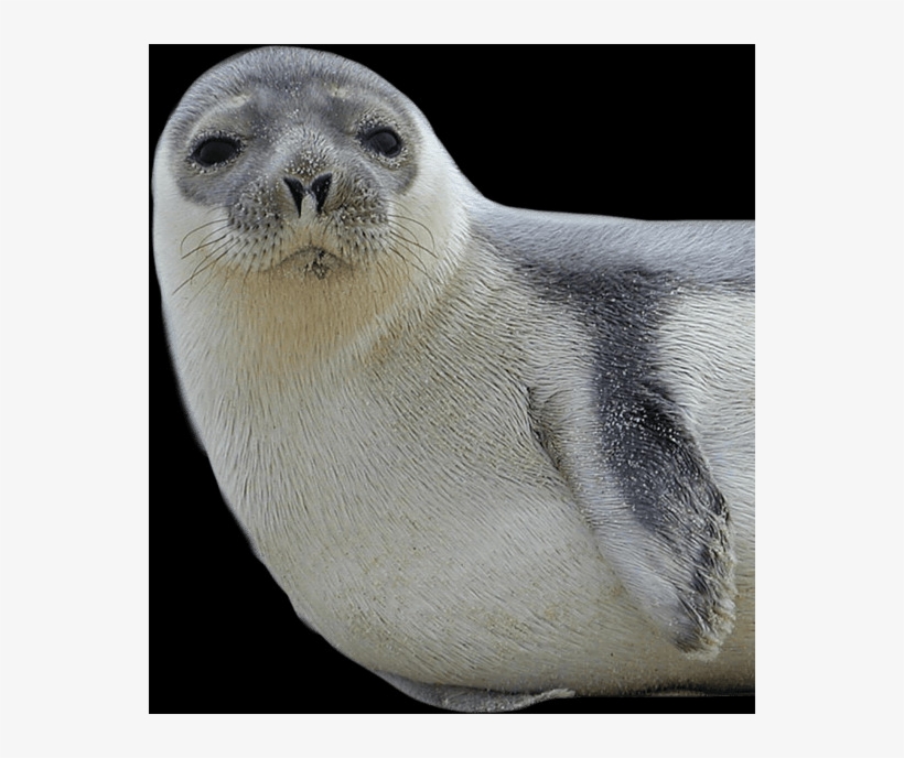 Complete Animal Free Png Collection, Free Pngs Has - Harbor Seal PNG ...