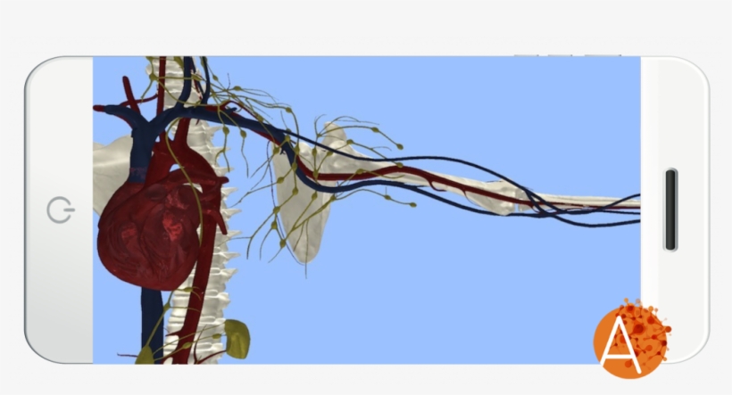 External View - Circulatory System PNG Image | Transparent PNG Free ...