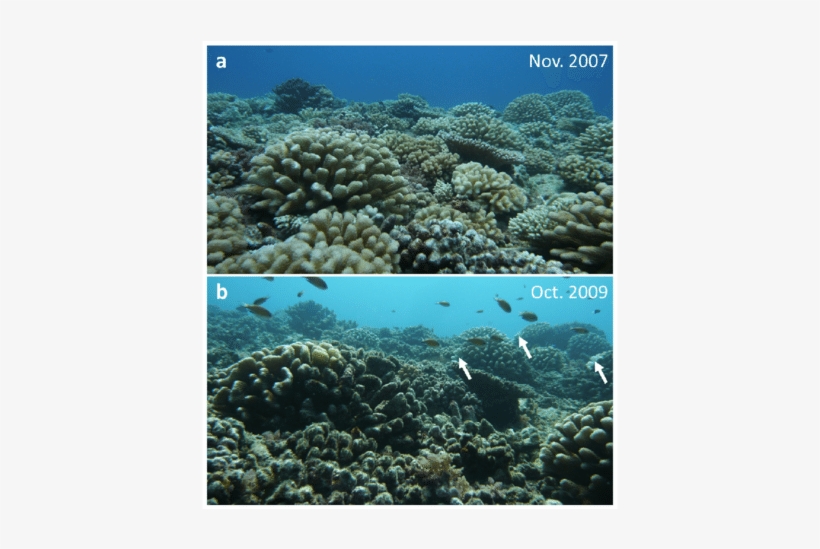 Widespread Coral Decline And Survival Of Guarded Corals - Great Barrier ...