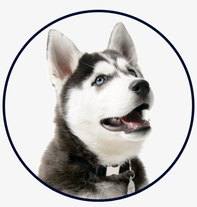 Healthy Husky Mascot Sticker - Health PNG Image | Transparent PNG Free ...