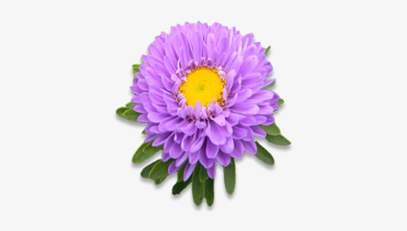Single Purple Aster - Aster Flower Png PNG Image | Transparent PNG Free ...