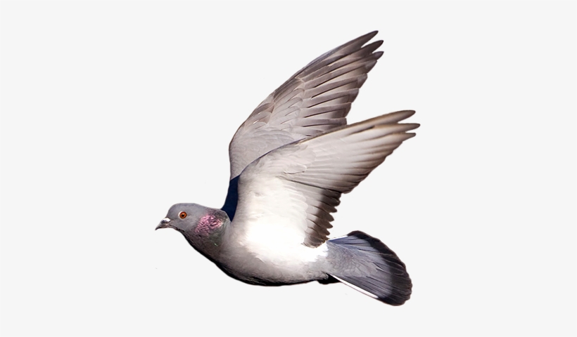 Download Flying Pigeon Gif Png | Transparent PNG Download | SeekPNG