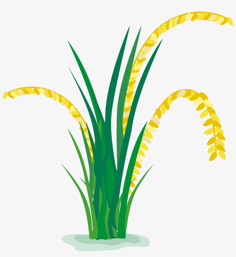 Download Paddy Field Cartoon In - Rice Plant Png | Transparent PNG ...