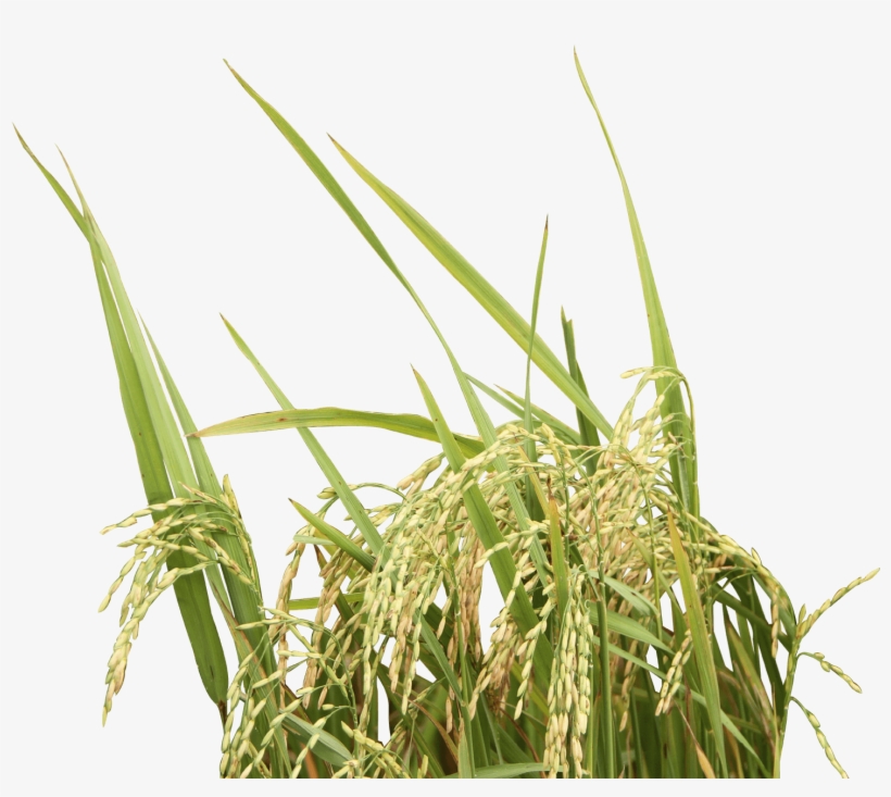 Rice Crop Clipart Png