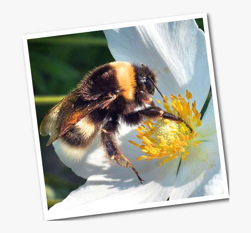 4 Fun Facts About Classical Music - Bumblebee PNG Image | Transparent ...