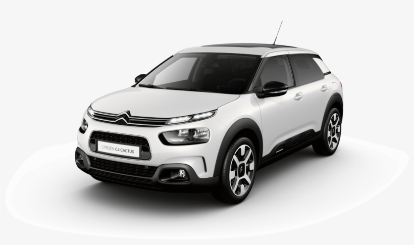New C4 Cactus PNG Image | Transparent PNG Free Download on SeekPNG