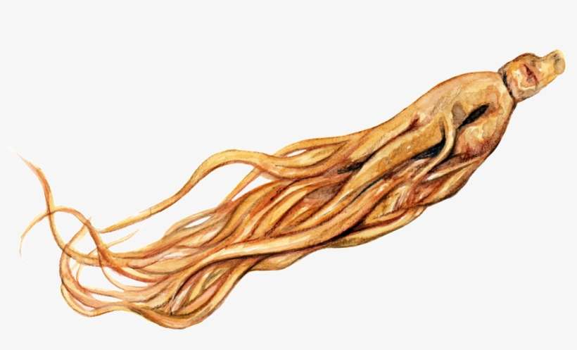 Ginseng Root PNG Image | Transparent PNG Free Download on SeekPNG