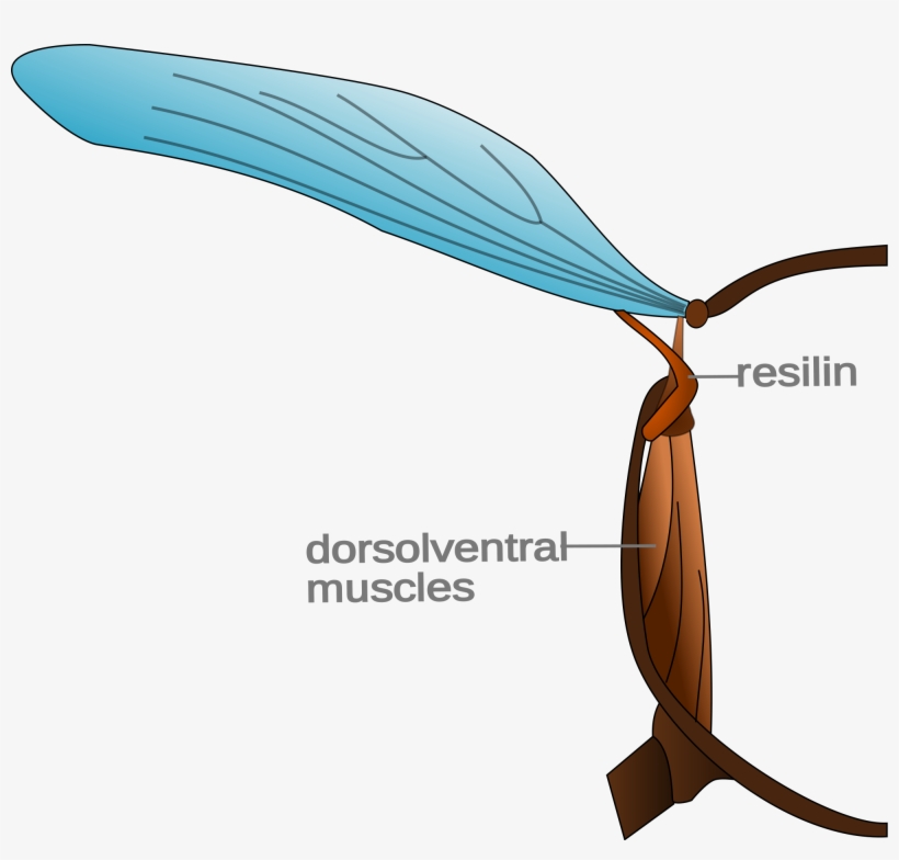 Download Open - Insects Have Specialized Flight Muscles | Transparent ...