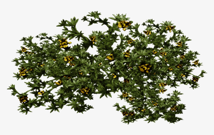 Creosote Bush - Larrea Tridentat PNG Image | Transparent PNG Free ...