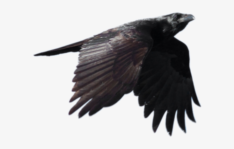 Crow Png Picture - Raven Png PNG Image | Transparent PNG Free Download ...