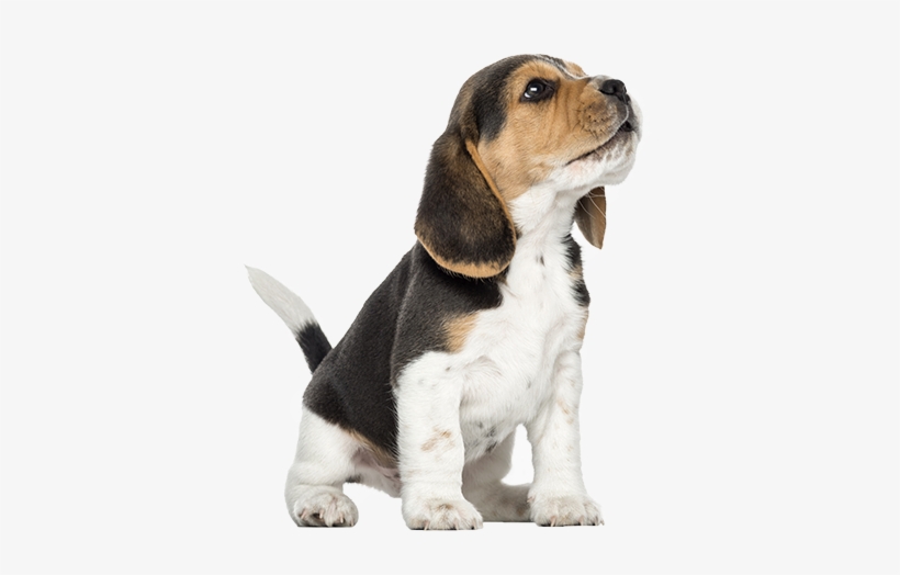 Image Beagle Howling Looking - Beagle Puppy Png PNG Image | Transparent ...