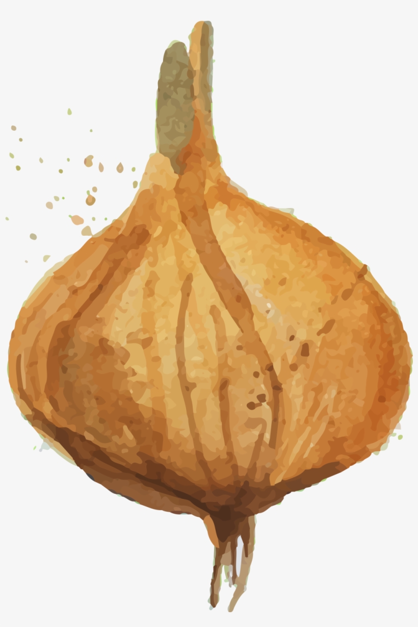 Library Onion Vector Draw - Drawing PNG Image | Transparent PNG Free ...