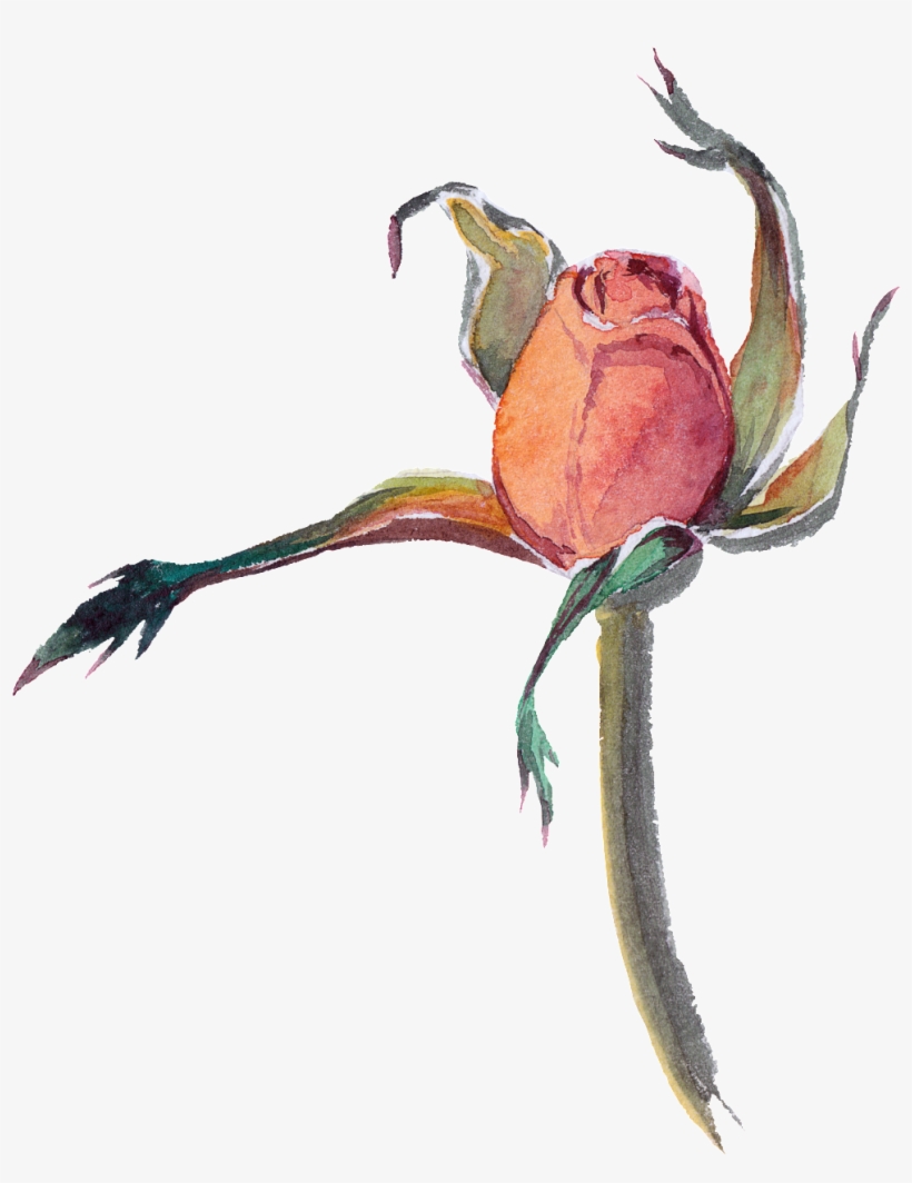 Withered Transparent Watercolor Flowers - Portable Network Graphics PNG ...