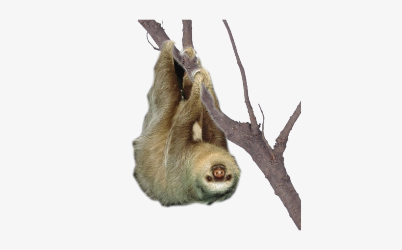 Sloth Png PNG Image | Transparent PNG Free Download on SeekPNG