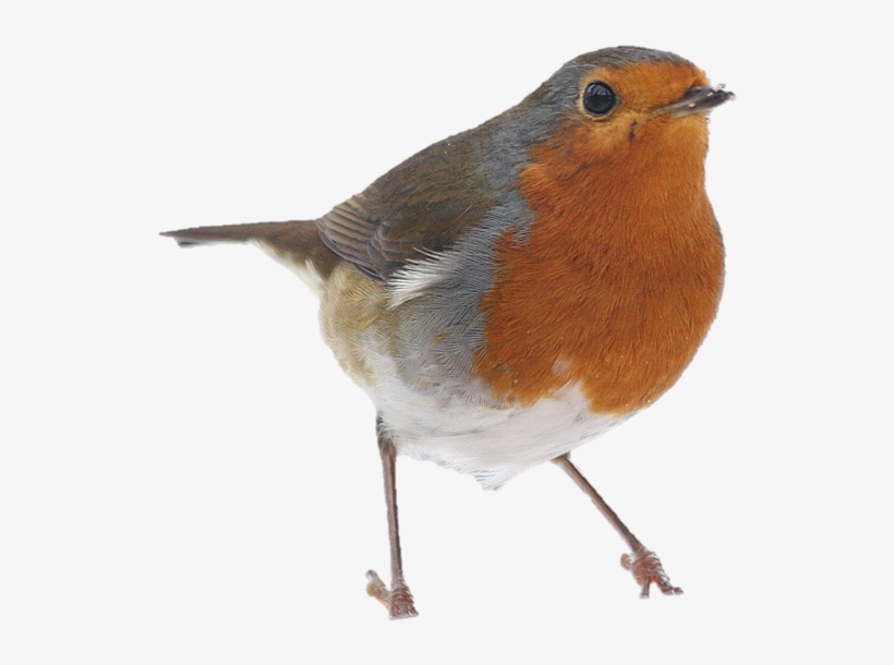 Download Robin Transparent Bird - Robin Bird Png | Transparent PNG Download | SeekPNG
