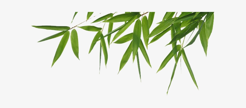 Bamboo Header - Bamboo Transparent PNG Image | Transparent PNG Free ...