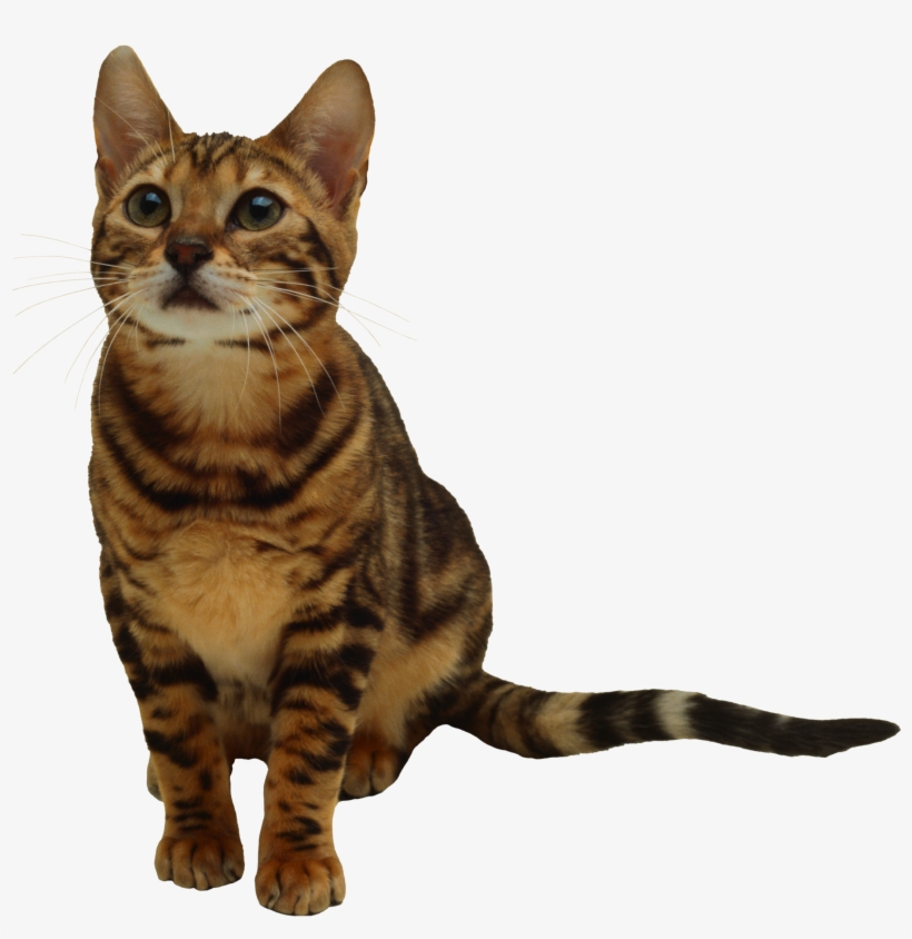 Kitten Transparent Png - Cat Png Transparent Background PNG Image ...