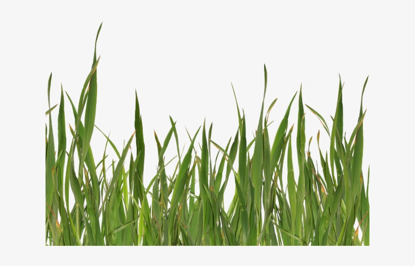 Download Grass Png Transparent Images - Free Grass Texture Alpha ...