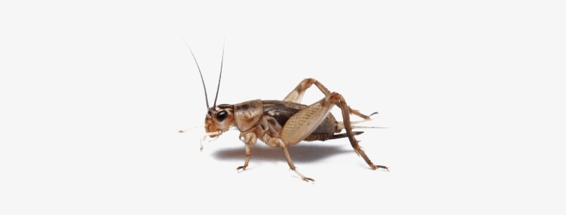 Download Transparent Bugs Cricket - Cricket Bug | Transparent PNG ...
