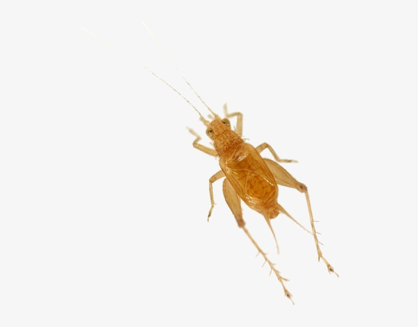 Cricket Insect Download Png - Golden Bell Cricket PNG Image ...