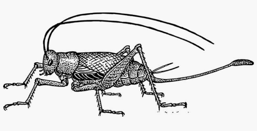 Cricket Bug Drawing