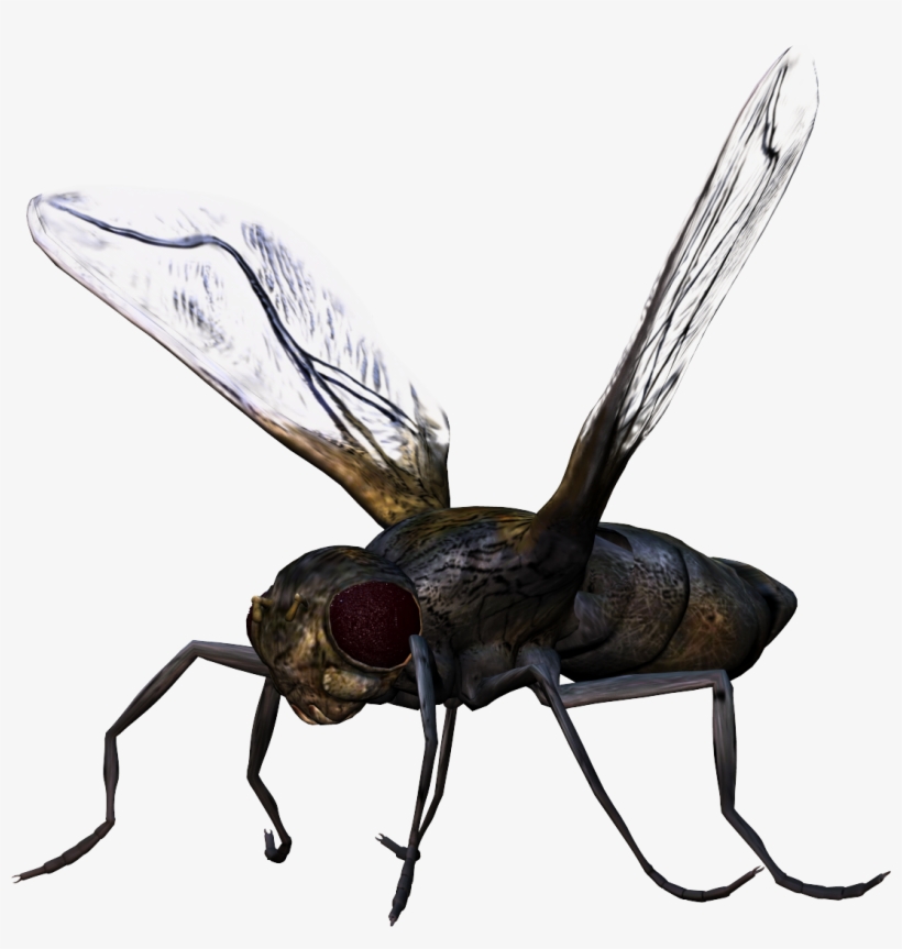 Bug Png Image - Insect PNG Image | Transparent PNG Free Download on SeekPNG