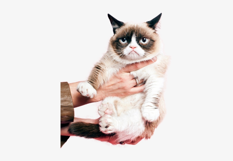 Download Grumpy Cat Png - Cute Happy Monday | Transparent PNG Download ...
