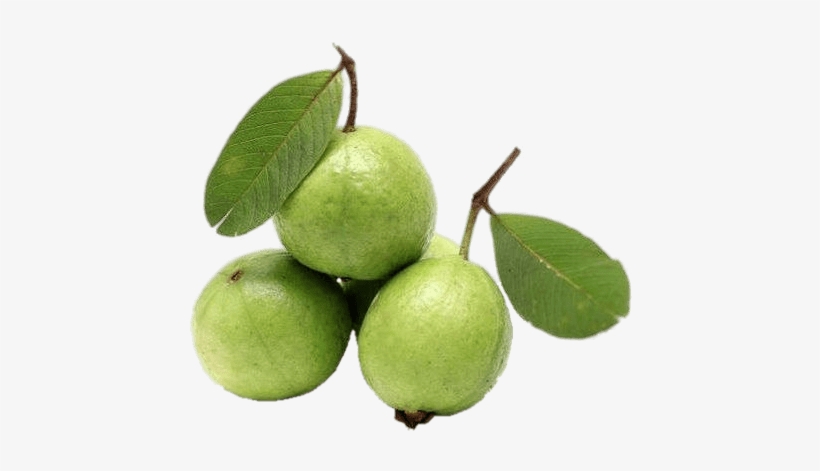 Fruits - 5 Guava PNG Image | Transparent PNG Free Download on SeekPNG