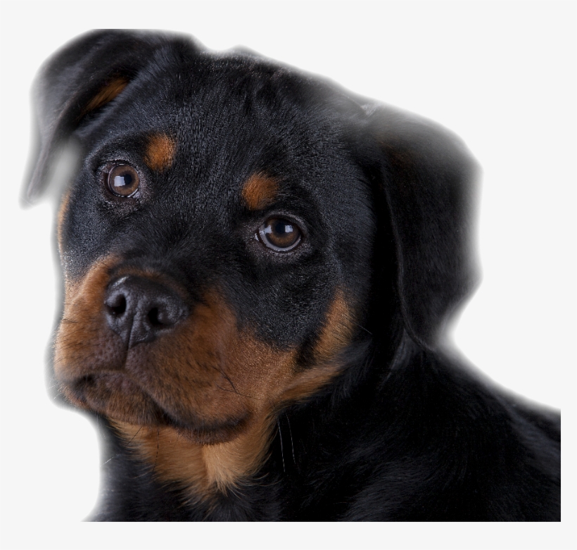 Rottweiler Puppy Training Brisbane - Rottweiler Puppy Transparent PNG ...