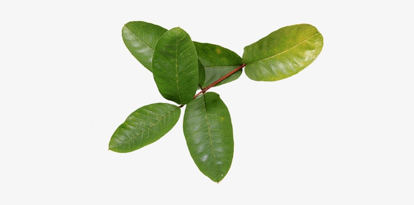 Guava Leaf - Guava Tree Leaves Png PNG Image | Transparent PNG Free ...