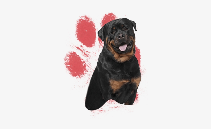 Real Dog Paw Print PNG Image | Transparent PNG Free Download on SeekPNG