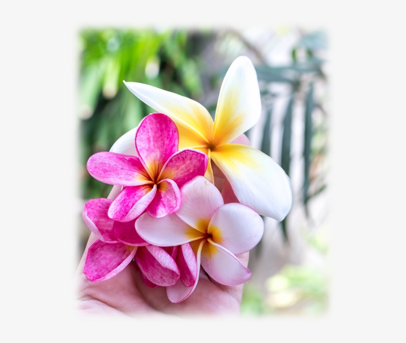 Pamper Yourself - Spa PNG Image | Transparent PNG Free Download on SeekPNG