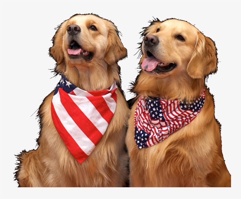 Animal Rescue Group PNG Image | Transparent PNG Free Download on SeekPNG