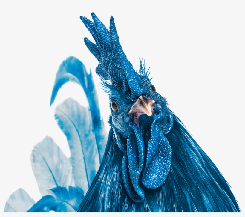 Blue Hen - Delaware PNG Image | Transparent PNG Free Download on SeekPNG
