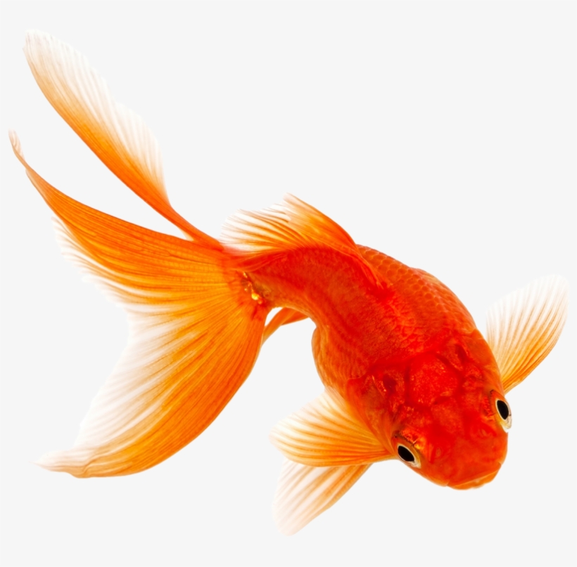 Download Comet Fantail Siamese Fighting Fish Pet - Transparent ...