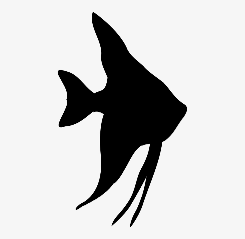 Download Image Gratuite Sur Pixabay Poisson Ange Poissons - Angelfish ...