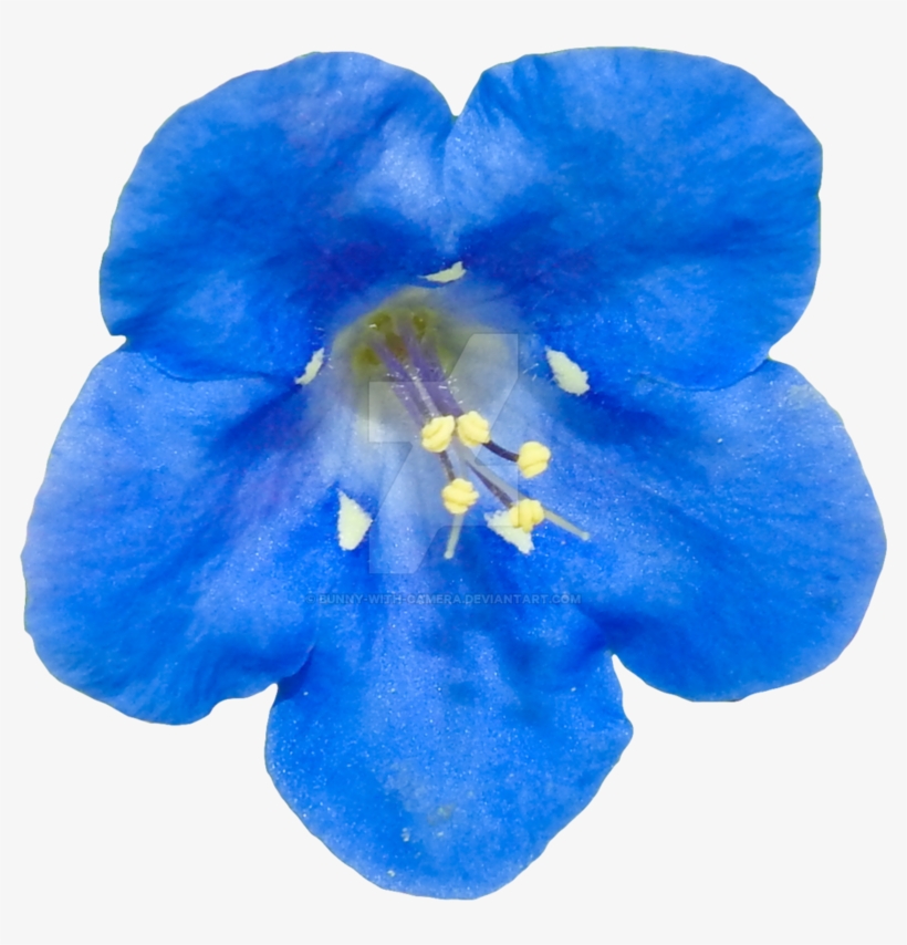 Blue Flower Png PNG Image | Transparent PNG Free Download on SeekPNG