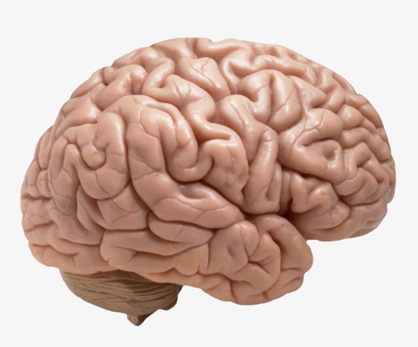 Human Brain PNG Image | Transparent PNG Free Download on SeekPNG