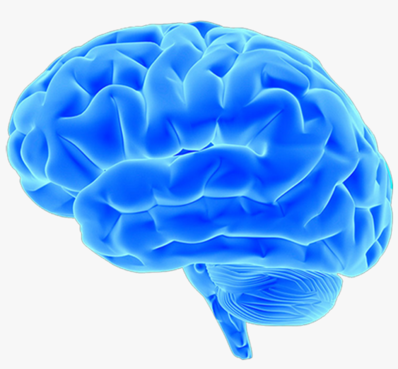 Download Blue Brain Project Neuroimaging Pink Brain - Brain With Black ...